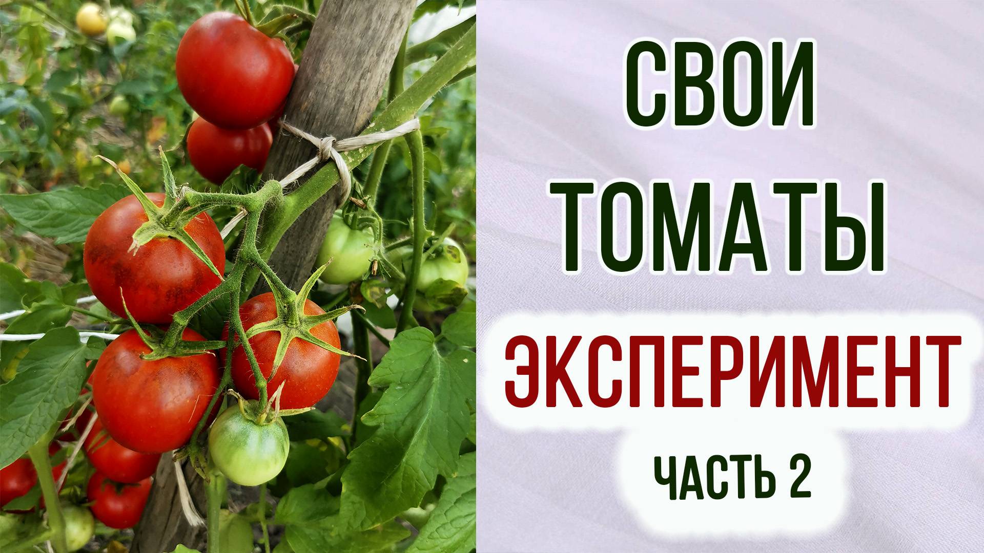 Свои томаты. Вкус помидоров. Обзор. Часть 2.