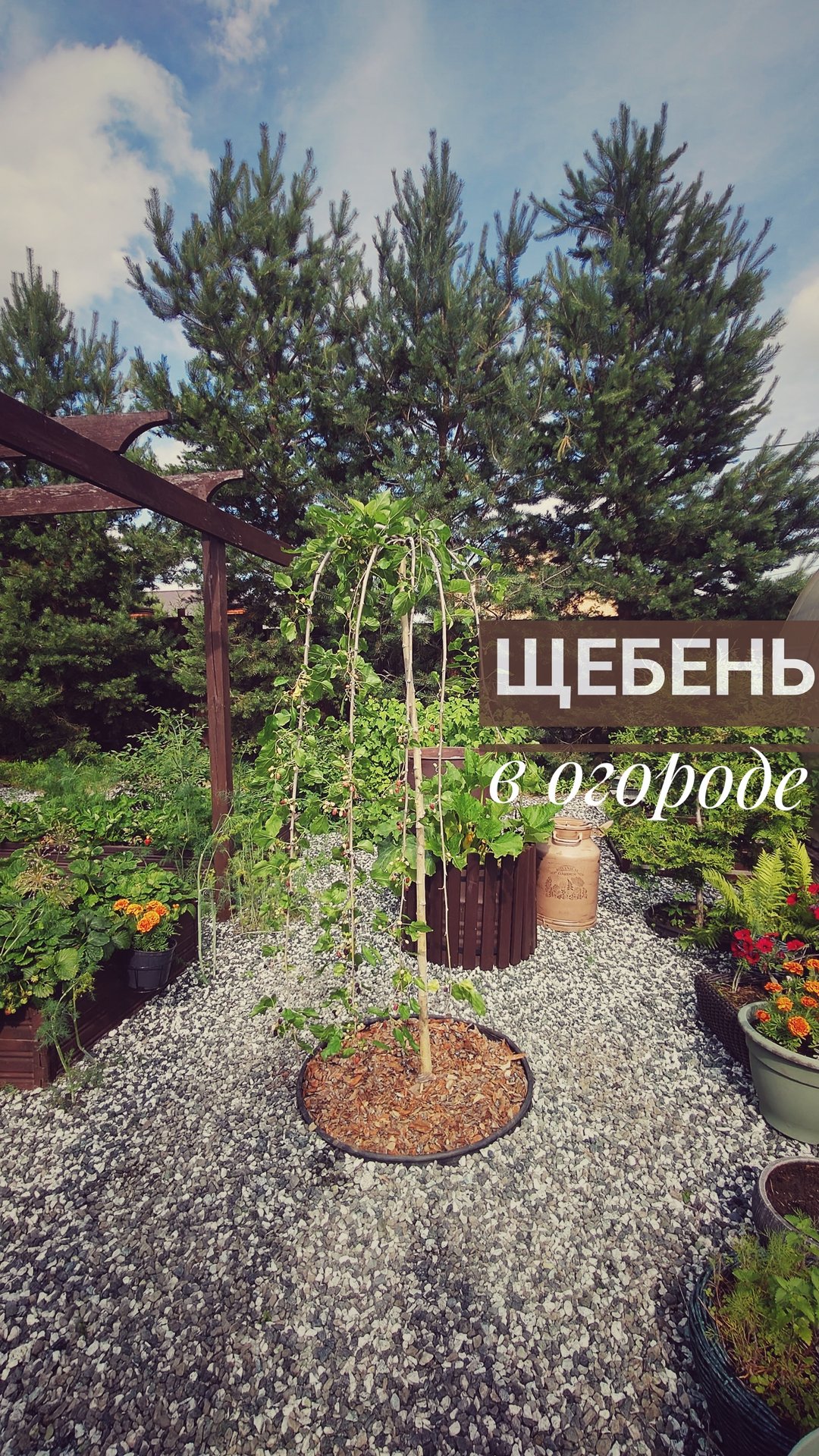 Щебень в огороде и посадка растений 🌿