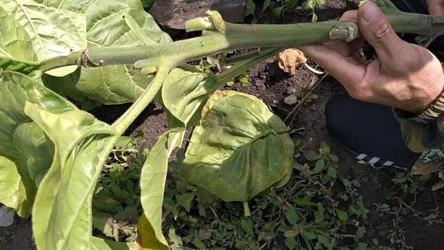 махорка созрела. заключительная часть