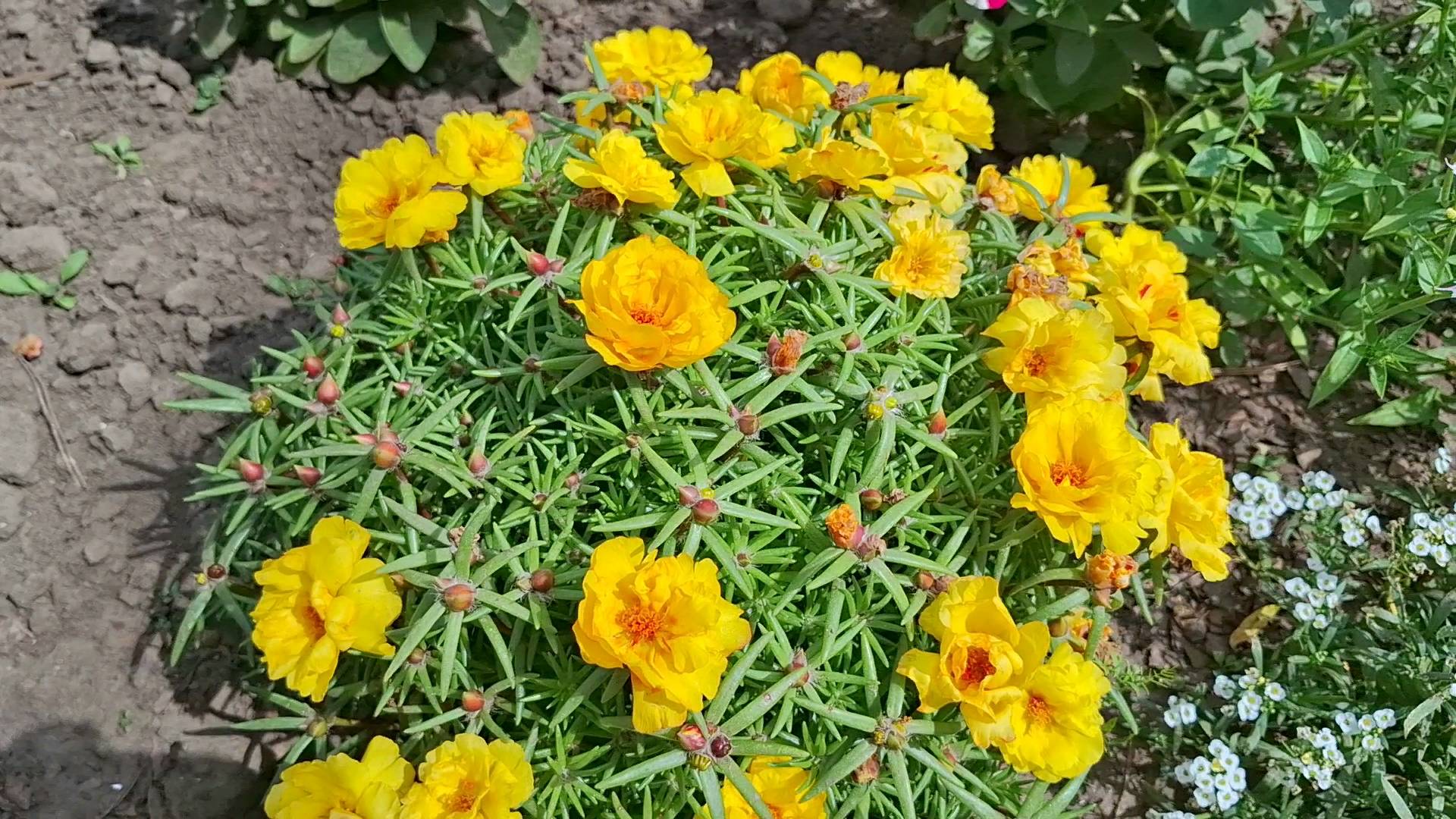 Цветы садовые. Любимый цветок со мной не дружит