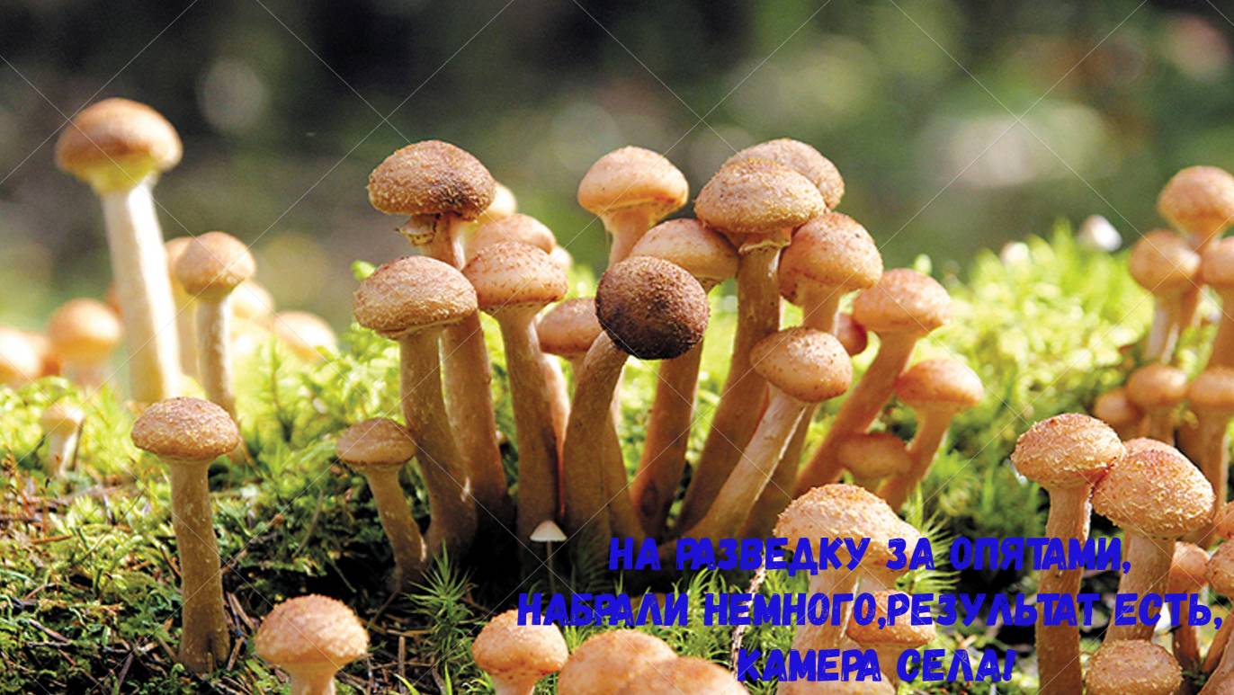 На разведку за опятами,набрали немного лисичек и благородных ,результат есть, камера села!