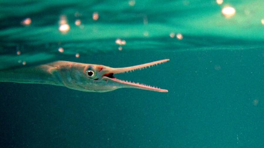 Watching the flute fish. Наблюдаем за рыбой флейтой