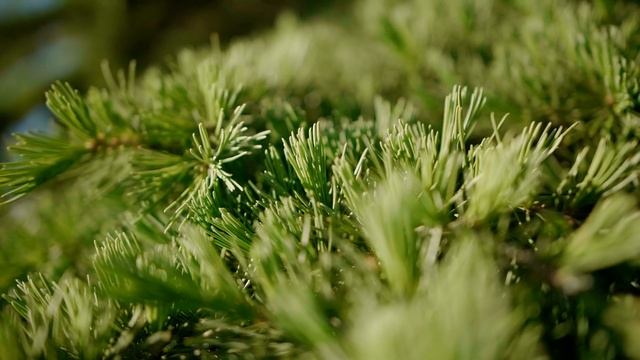 АК Sunterra Residence (Сантерра Резиденс) Судак | Жилой комплекс Крыма | Цены и Планировка | ЮБК