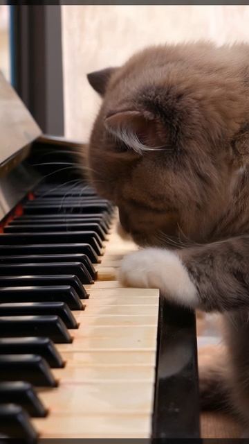 Кошка пианист