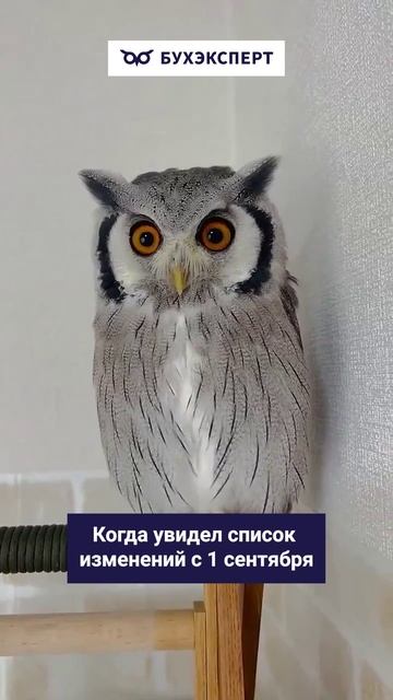 Когда бухгалтер увидел список изменений с 1 сентября #бухюмор
