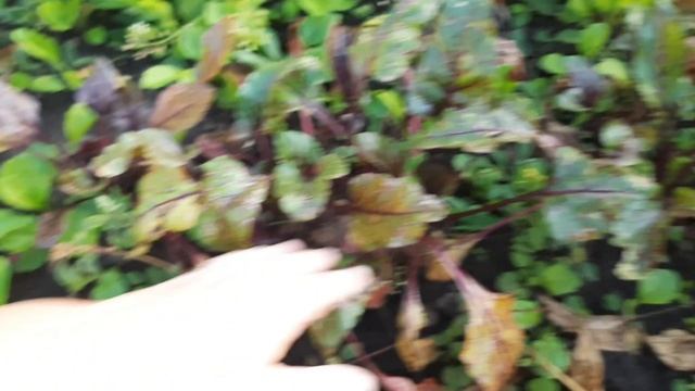 Приехали на дачу//обзор цветов и урожая //