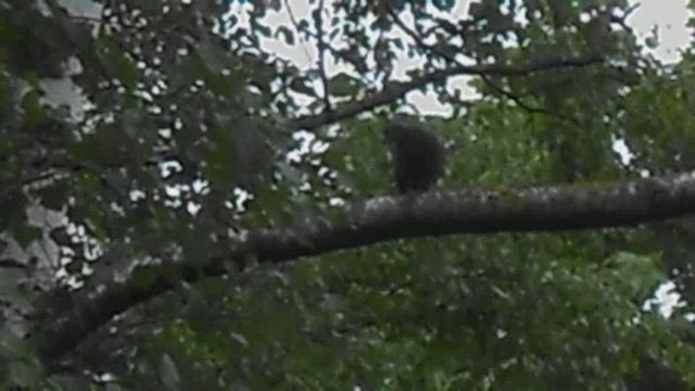 БЕЗ ЗВУКА. Пасмурно. Голубь на ветке. DSCN6656