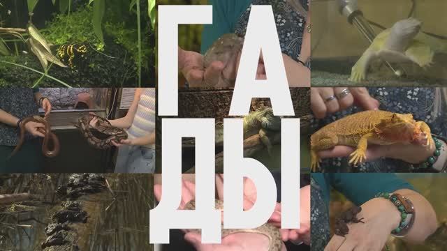 Гадский вопрос. Все ли лягушки квакают?