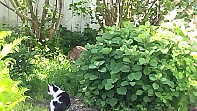 Фонтанчик...котики...красота...