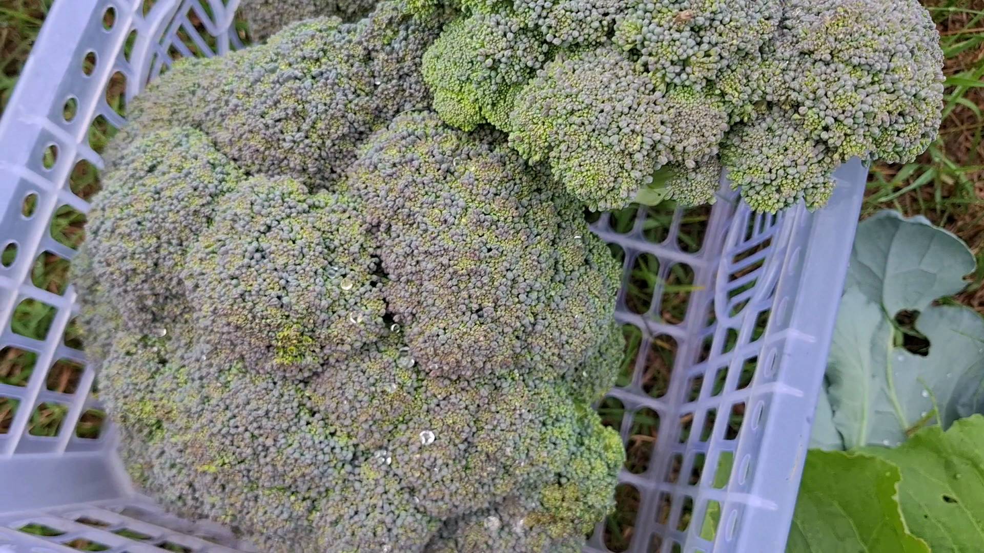 Живем в селе/Собираем урожай БРОККОЛИ/Синоптики чудят