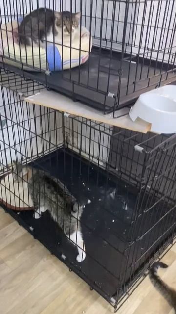 Помогли приюту для животных Друг Навсегда #помощь  #приют #just_svyat #twitch #благо