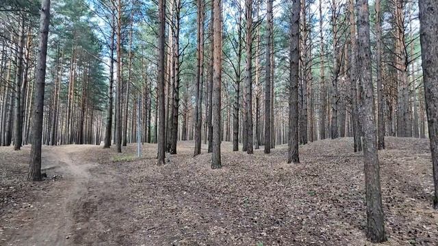 Муж собирает грибы // Мы оздоровляемся в сосновом лесу // Ручные воробьи