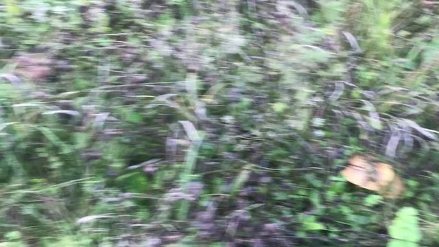 ВЕДРО ГРИБОВ ЗА 15 МИНУТ.28.08.25.