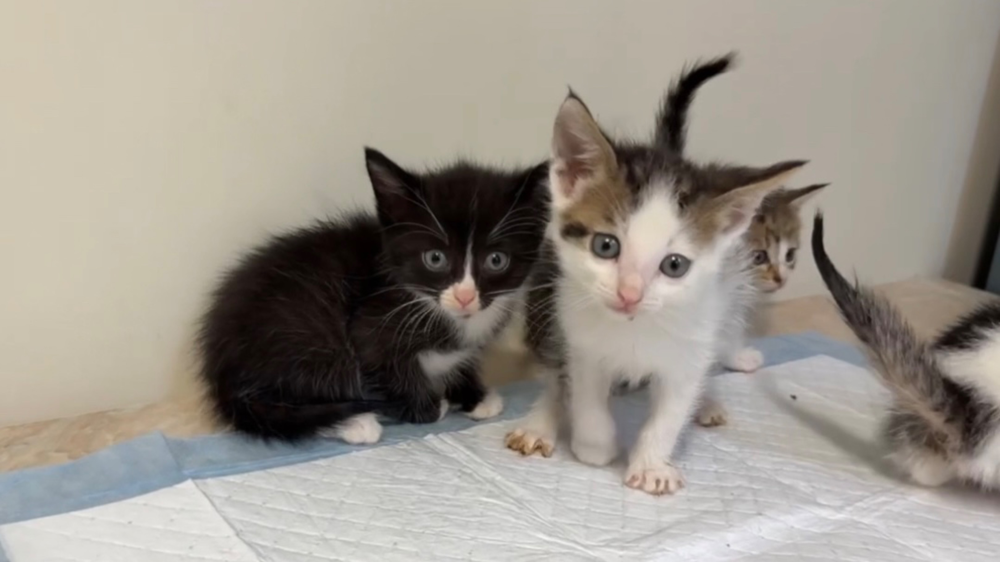 ЗАБРАЛИ 6 КОТЯТ СО СКЛАДА