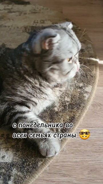 КотоШкола