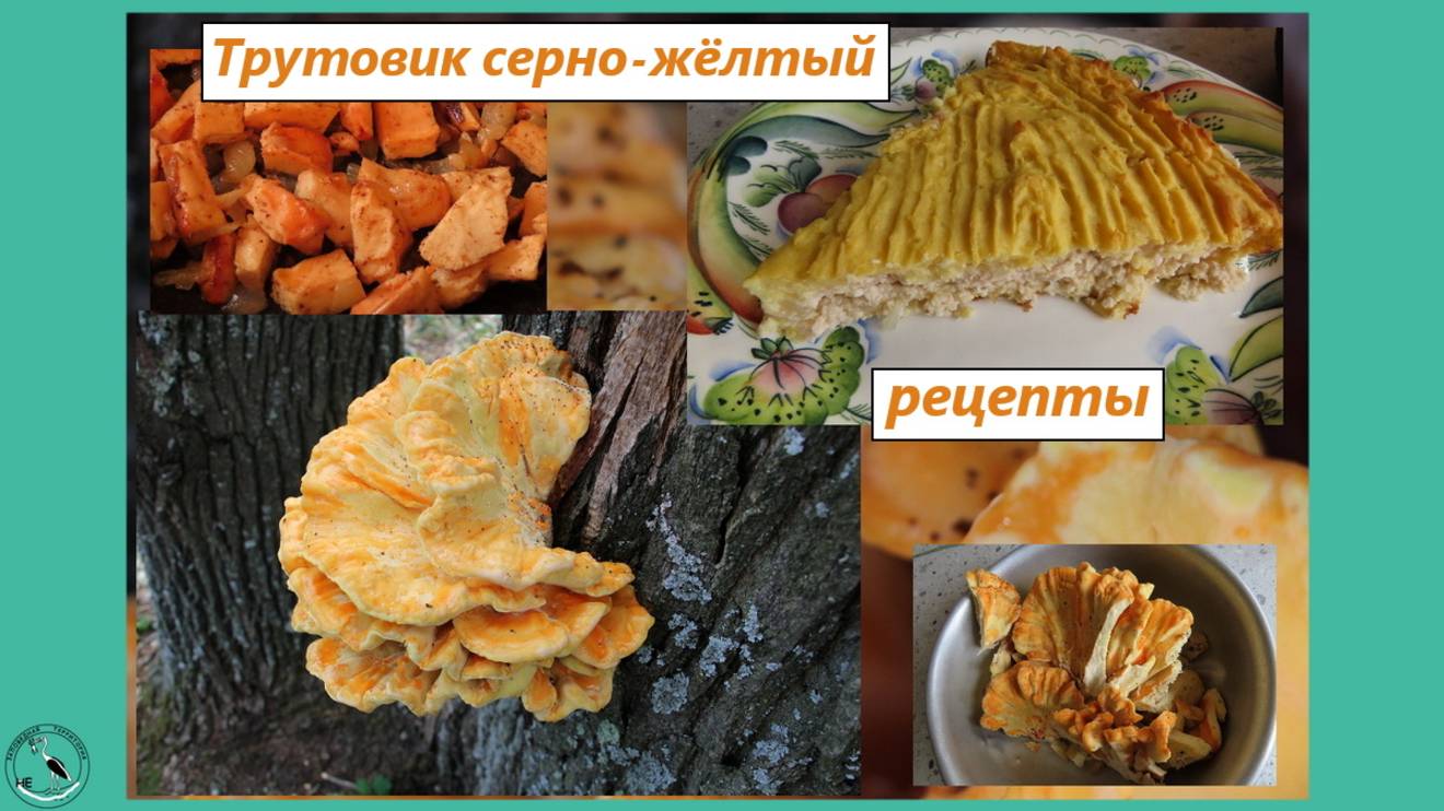 Трутовик серно-жёлтый (ТСЖ). Как готовить? Рецепты