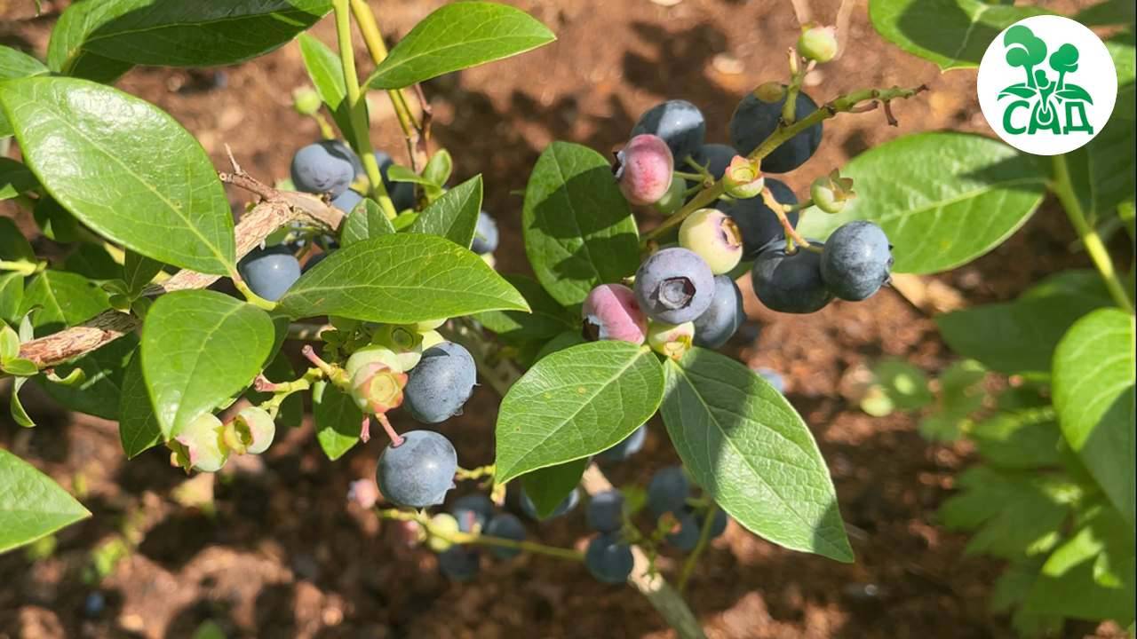 Секреты выращивания голубики