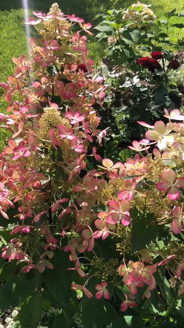 Гортензия Пастель Грин: впечатляющий рост и красота