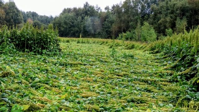 Амарант кормовой(видела впервые)Огромное поле.