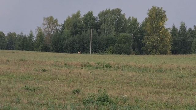 умчался маленький олень в свою страну оленью...