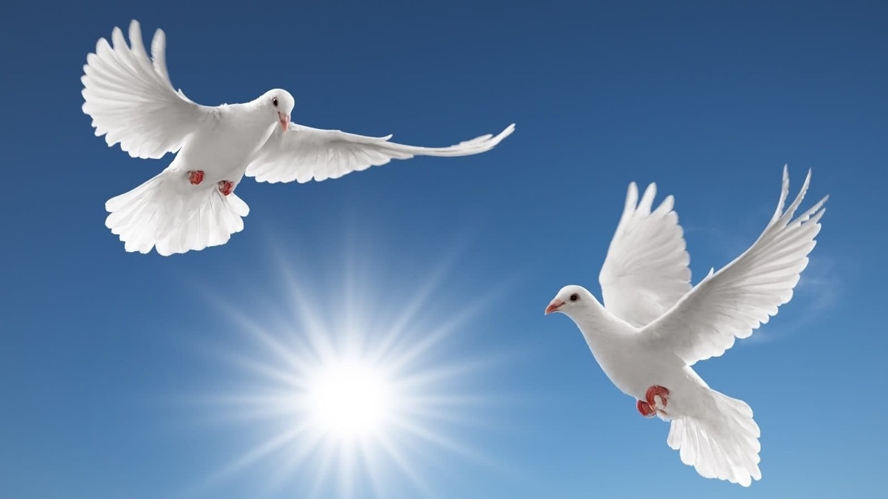 Белые голуби как ангелы 🕊️🕊️🕊️