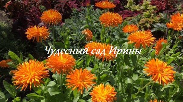 Чудесный сад Ирины. Календула