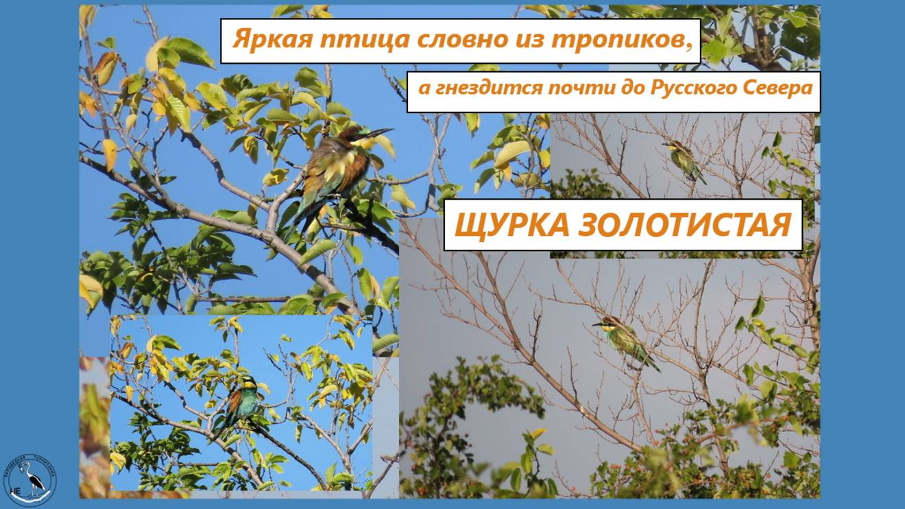 Самая яркая птица России - щурка золотистая. Птица чистит перья, скидывает погадку. Перелётная