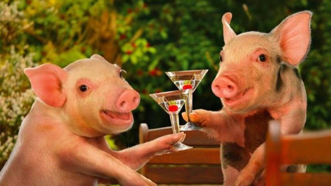 Поросята отжигают. Смешные мини свинки развлекаются