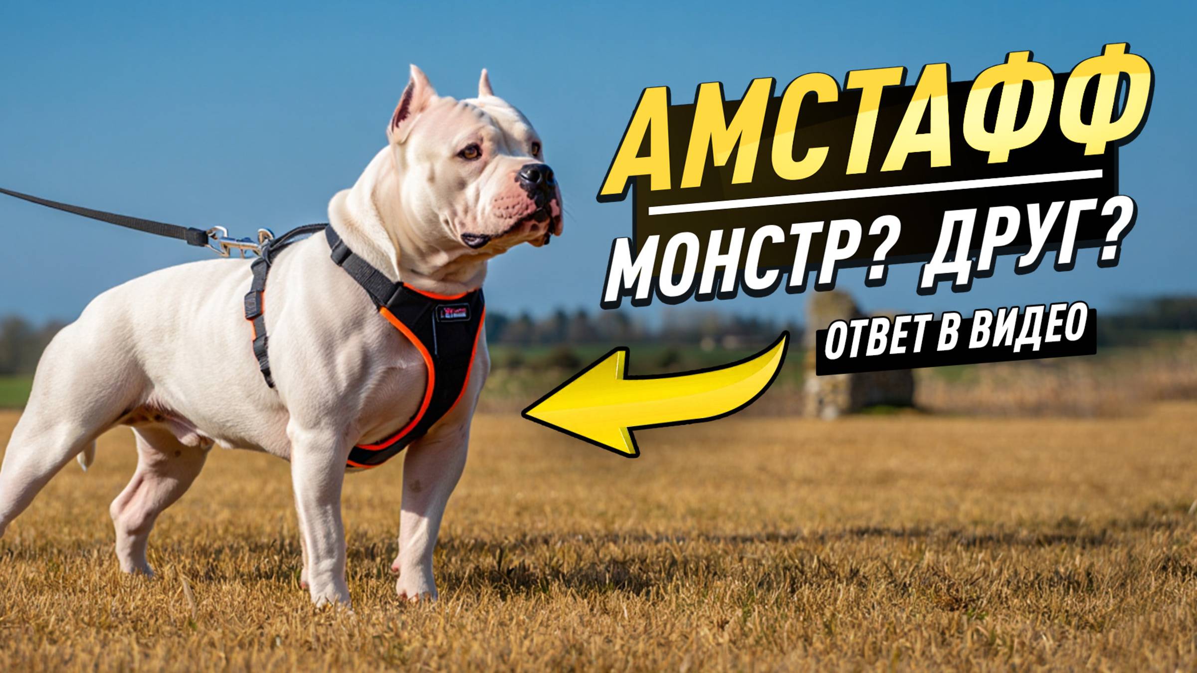 АМСТАФФ — ОПАСНЫЙ ЗВЕРЬ ИЛИ ЛУЧШИЙ ДРУГ? История и описание породы. Наша жизнь с Роном