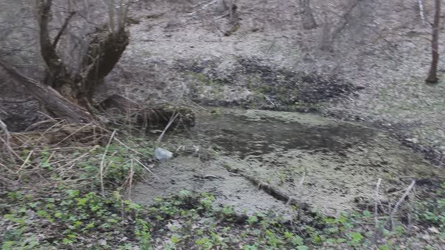Родник у исчезнувшей деревни Рудаковка, Петровский район.
