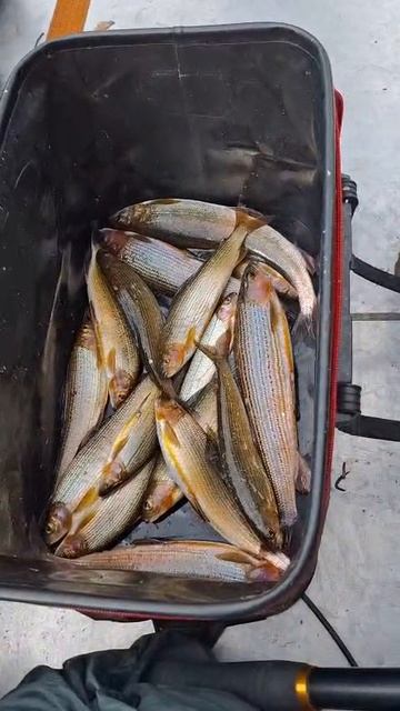 Аэролодка Нерпа  236 Стандарт видео покупателя. Иркутская область