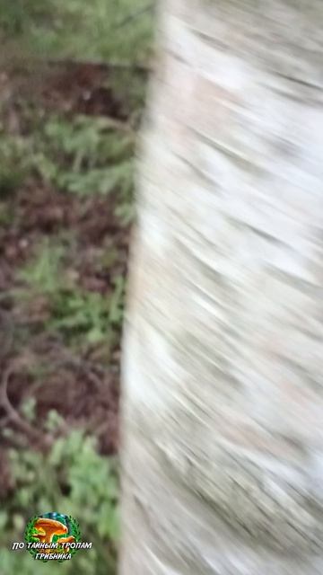 Кабаны ведут себя как свиньи!!