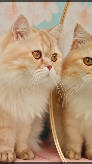 Кошечке грустно