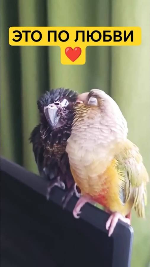 Это по любви: попугаи знают толк в ласке
