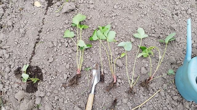 Как размножать крупноплодную садовую землянику, если нет усов?