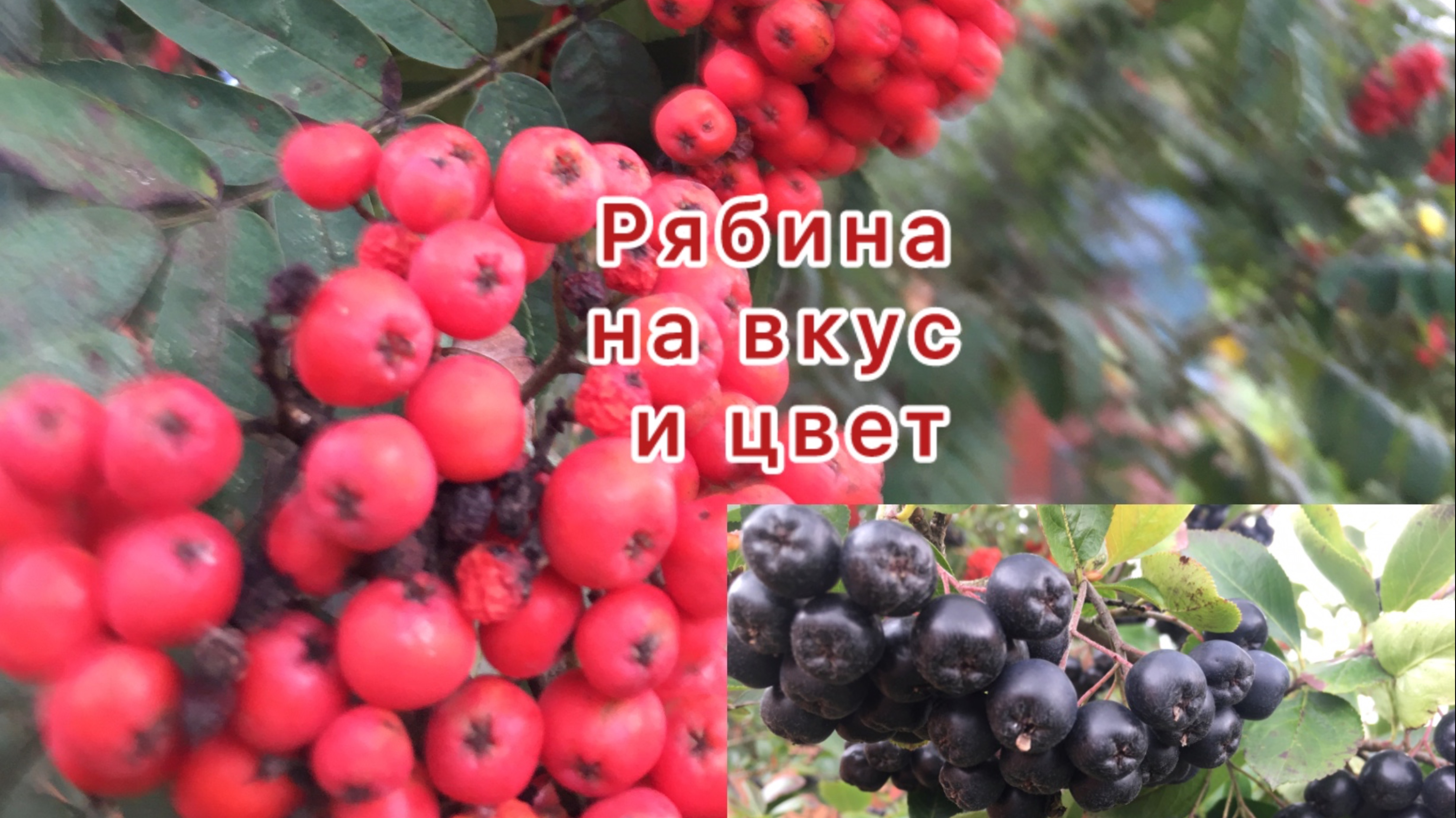 Рябиновый рай