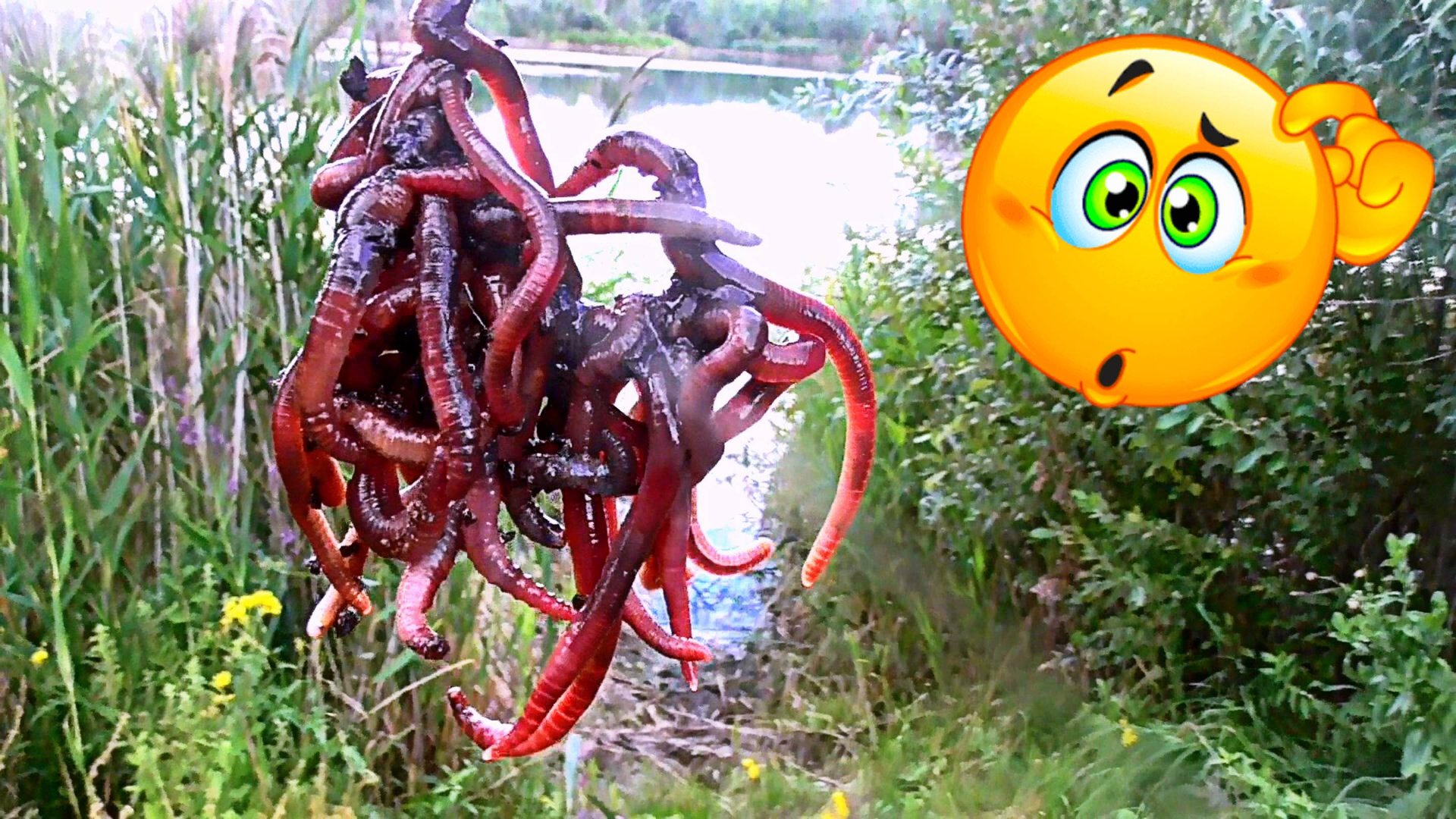 Карась на пучок червей! Реакция рыбы, подводная съемка