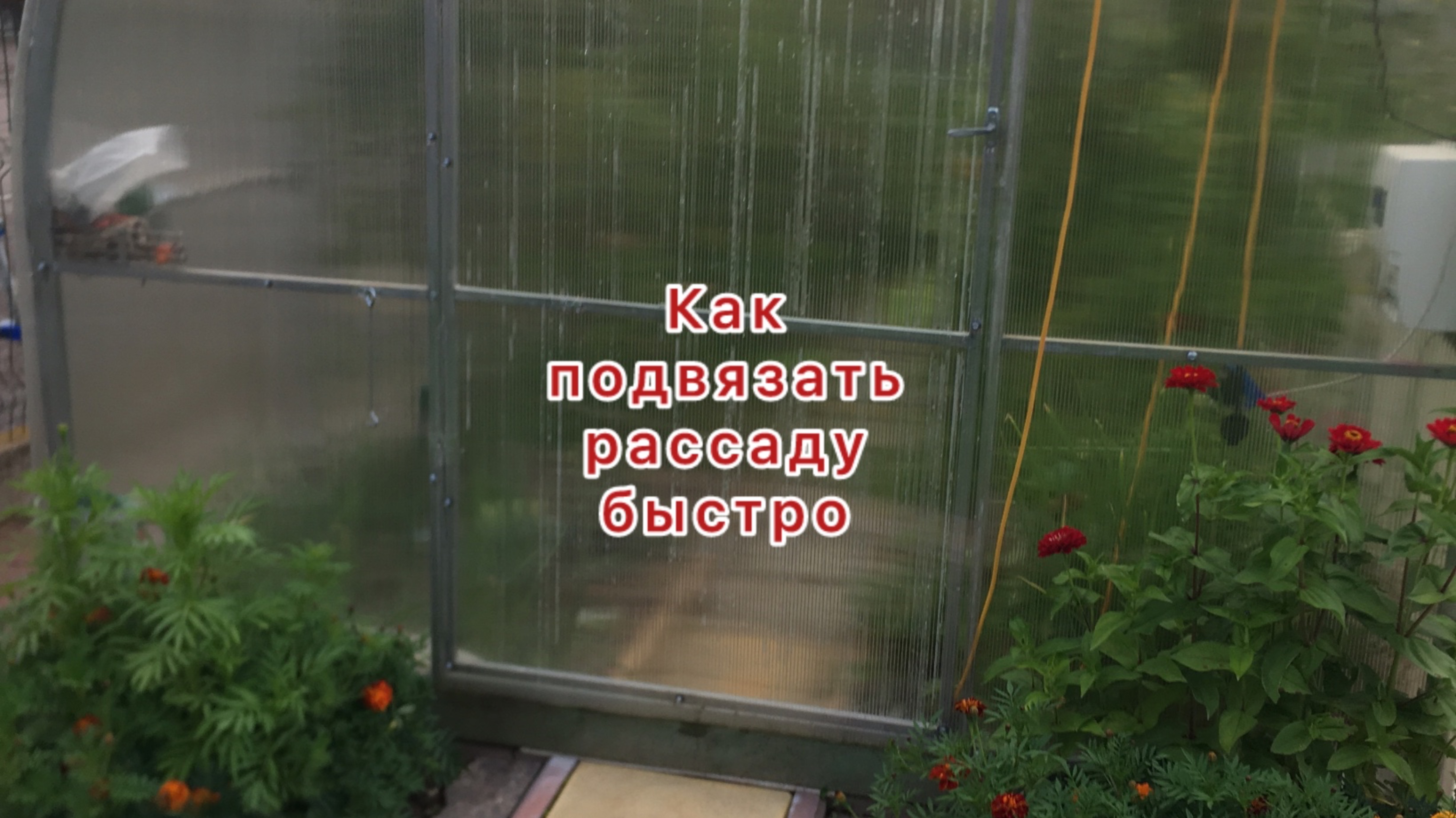 Как подвязывать рассаду в теплице одной веревкой, не снимая из года в год.
