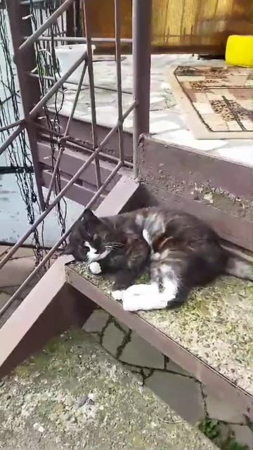 Восстановление кошки после активатора