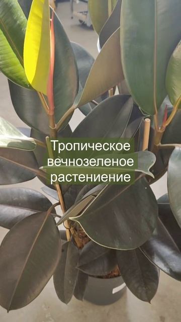 Фикус Эластика Абиджан - отбираем для вас лучшие растения!