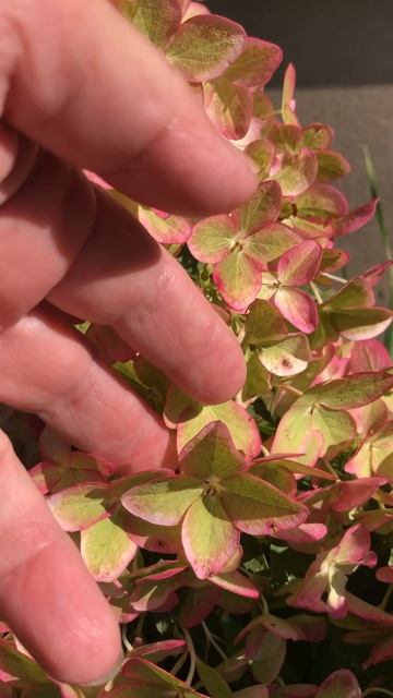 Знаменитая гортензия Металлика