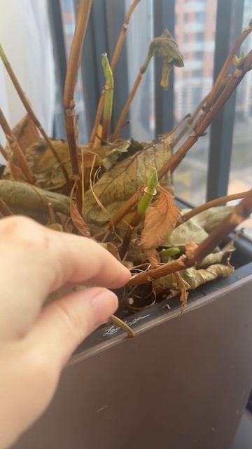 Как сохранила крупнолистную гортензию чтобы цвела