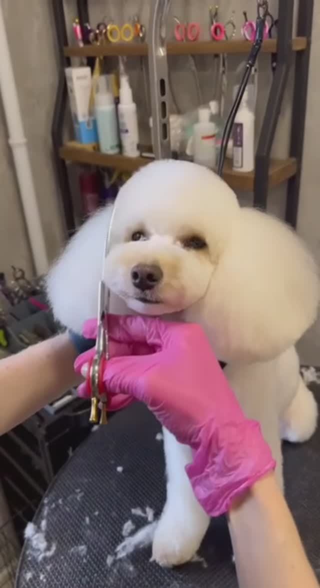 Анастасия Иванова : техника стрижки пуделя