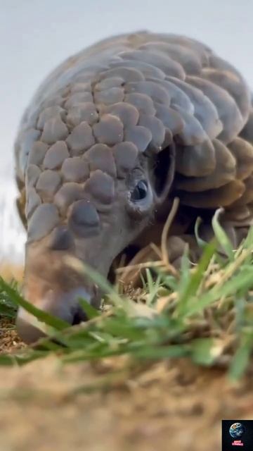 В случае опасности «шишка» сворачивается в шар. За эту способность зверя назвали панголином