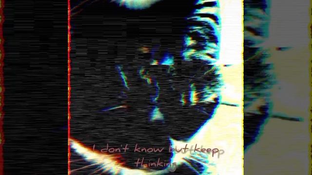 хоррор коты