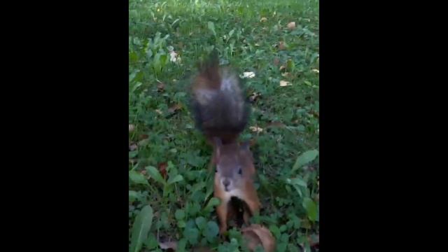 Немного Санкт-Петербурга.mp4