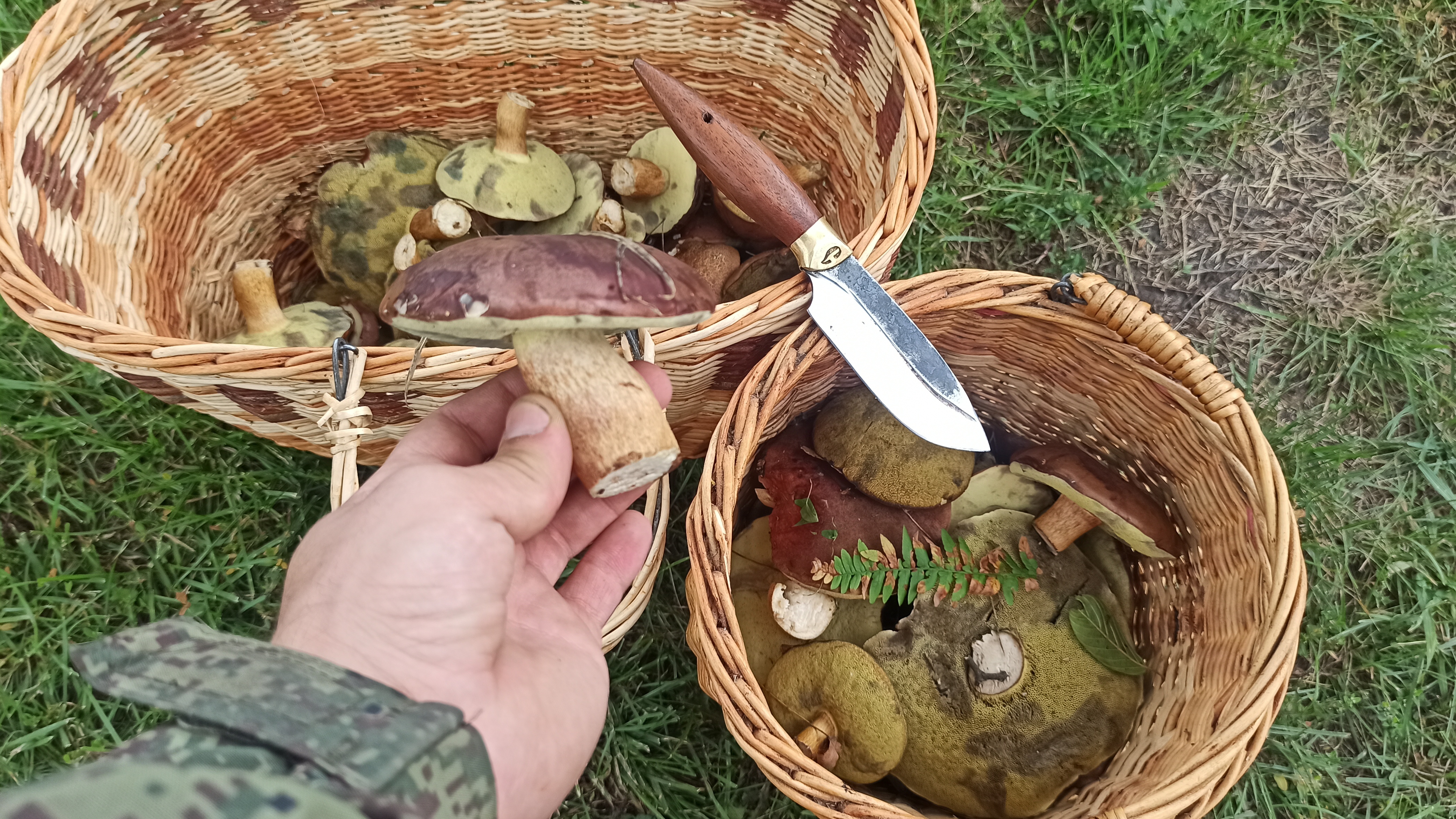 по грибы #7 сбор и поиск грибов, Воронеж, Маклок. польский белый гриб 🍄