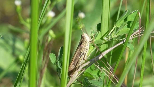 Как ест кузнечик (часть 2)