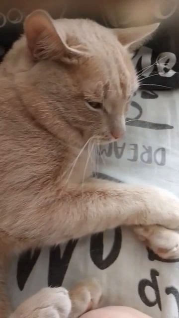 мой кот занял диван