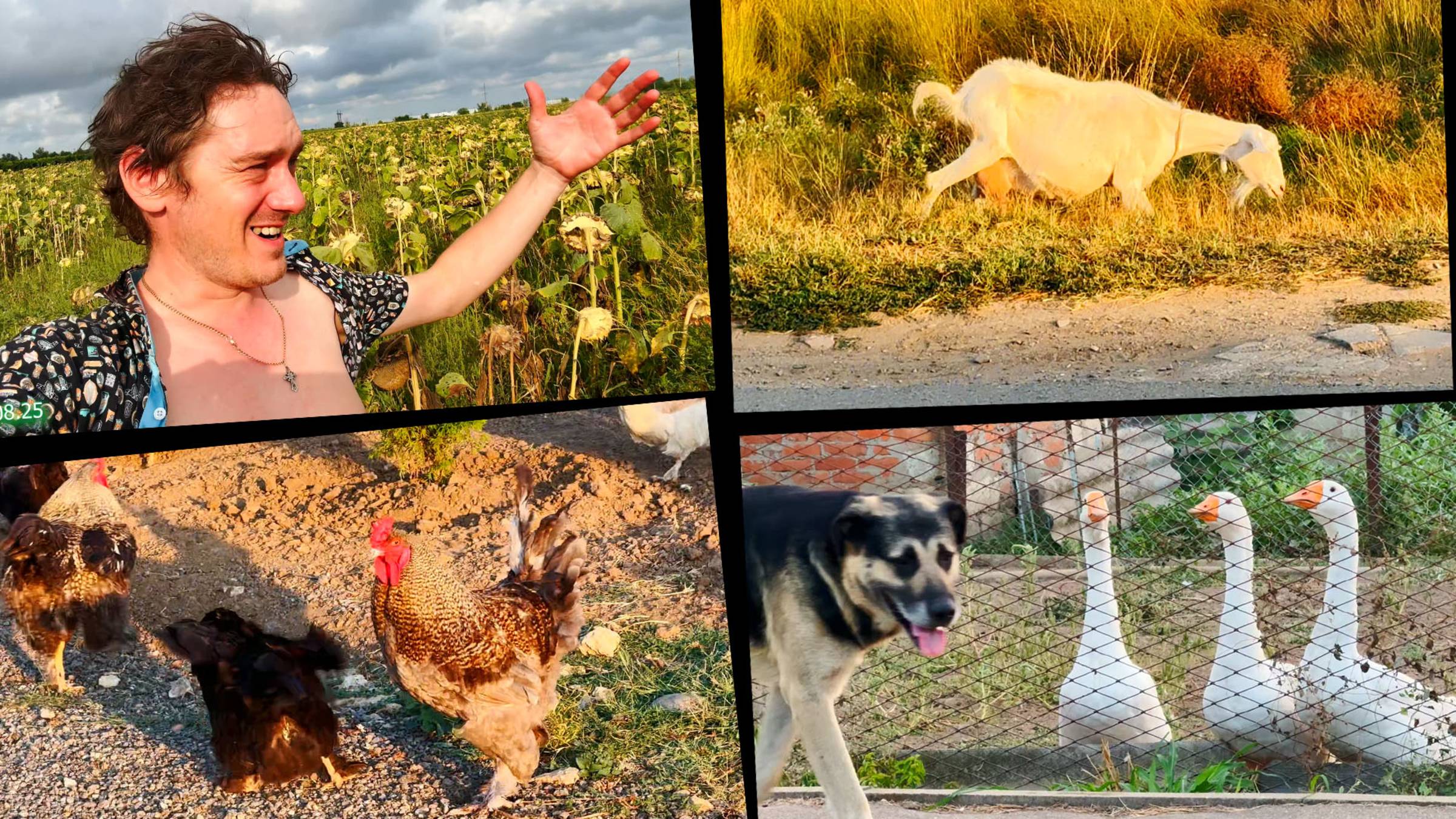 Деревенский вайб. Катаюсь по станице Старотиторовской, гуси, козы, собаки. Большая прогулка #16